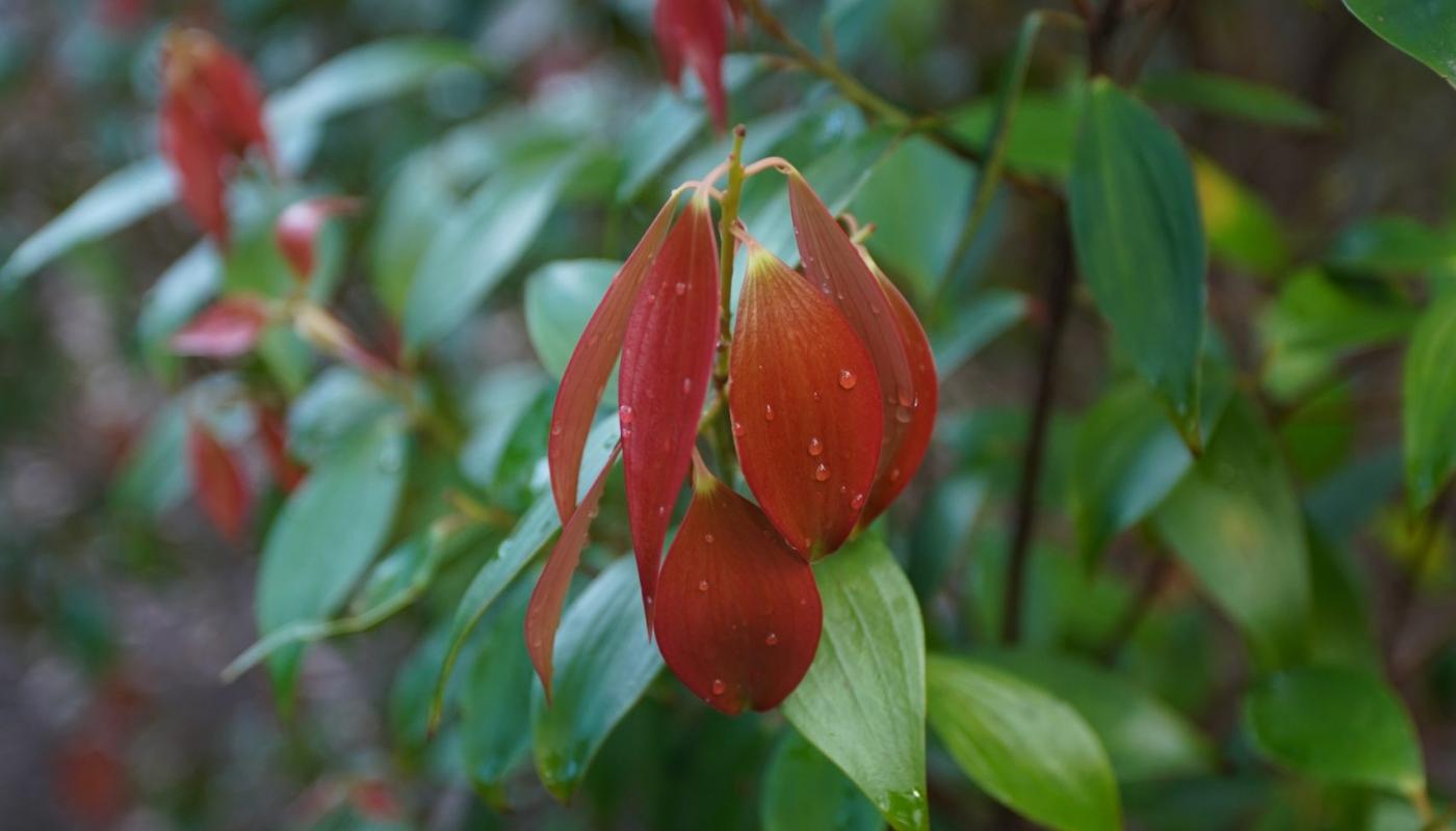 Lucious, Shade-loving: Trochocarpa laurina – Mallee Design
