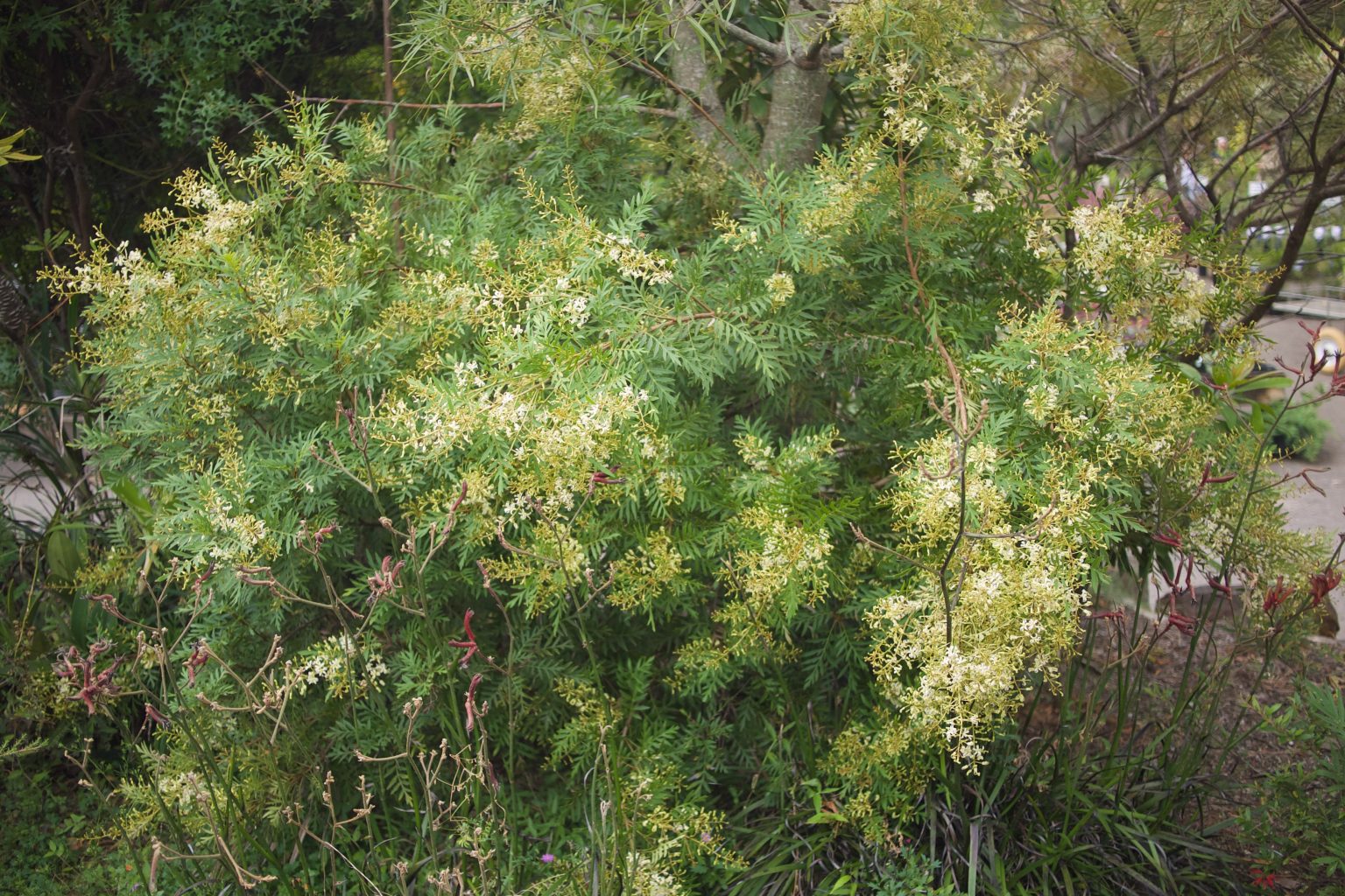 The Very Loveable Parsley Bush: Lomatia silaifolia – Mallee Design