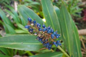 Native ginger: Alpinia caerulea ‘Red Back’ – Mallee Design