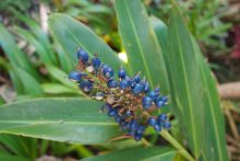 Native ginger: Alpinia caerulea ‘Red Back’ – Mallee Design