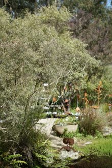 The elegant branches of Leptospermum brachyandrum ‘Silver’ – Mallee Design