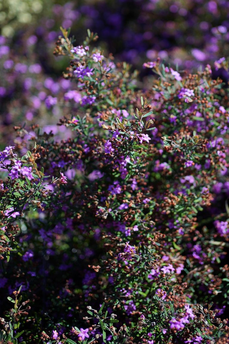 Phenomenal Phebaliums: the delicate blooms of Phebalium nottii and ...