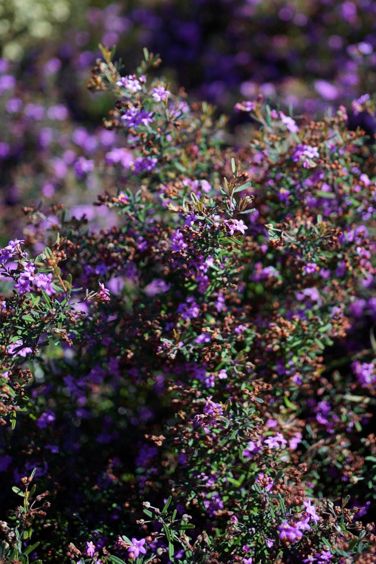 Phenomenal Phebaliums: the delicate blooms of Phebalium nottii and ...