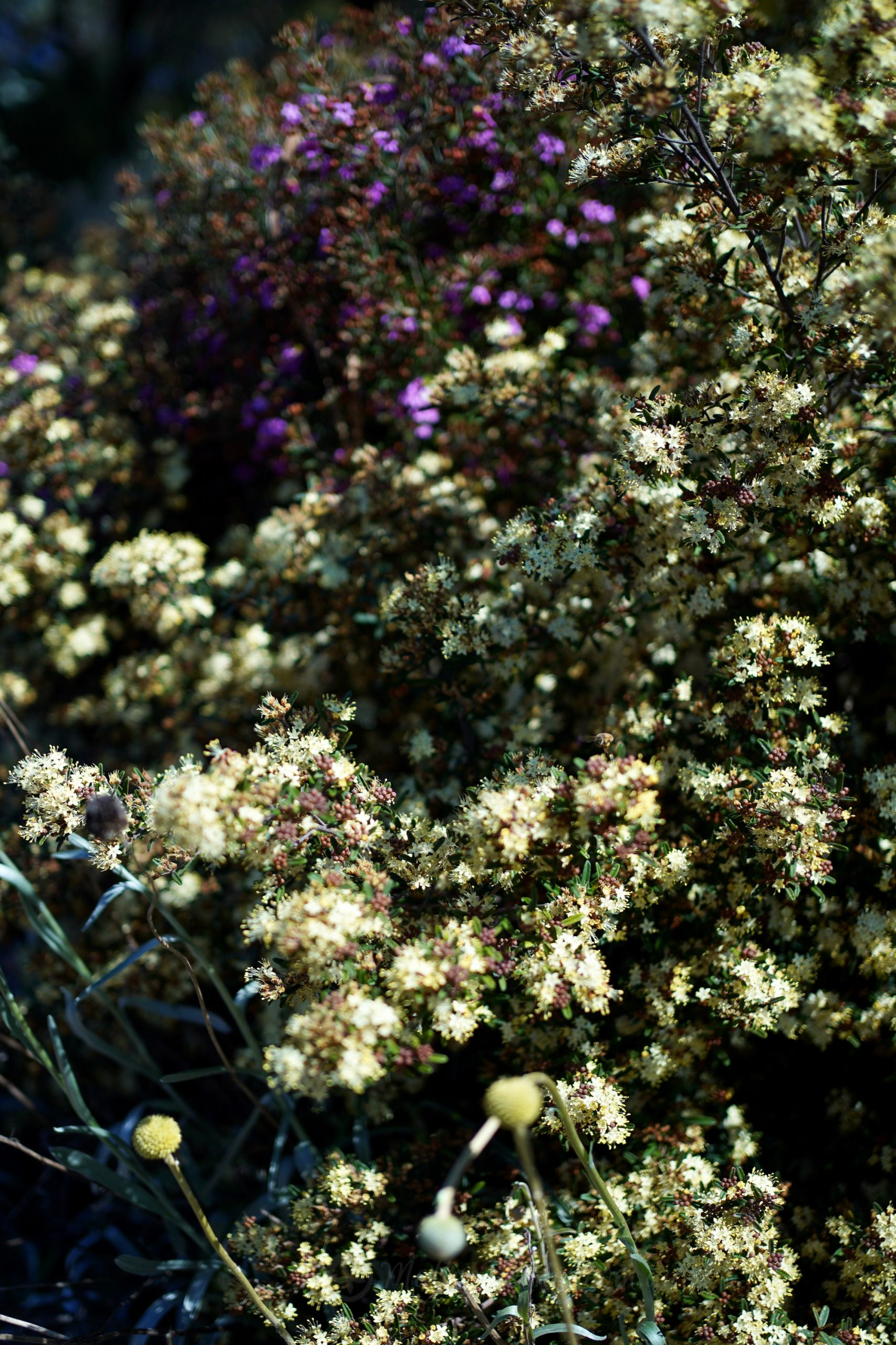 Phenomenal Phebaliums: the delicate blooms of Phebalium nottii and ...