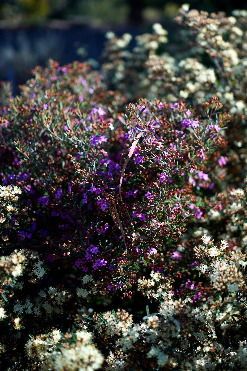 Phenomenal Phebaliums: the delicate blooms of Phebalium nottii and ...