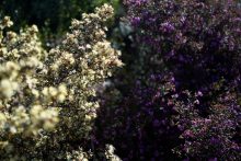 Phenomenal Phebaliums: the delicate blooms of Phebalium nottii and ...