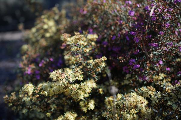 Phenomenal Phebaliums: the delicate blooms of Phebalium nottii and ...
