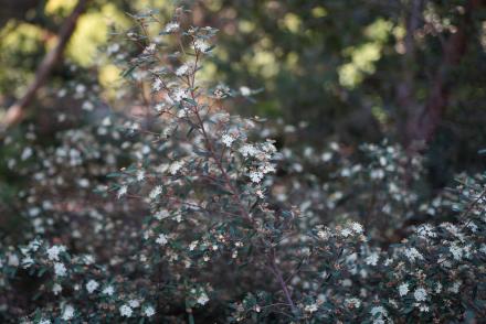 Phenomenal Phebaliums: the delicate blooms of Phebalium nottii and ...