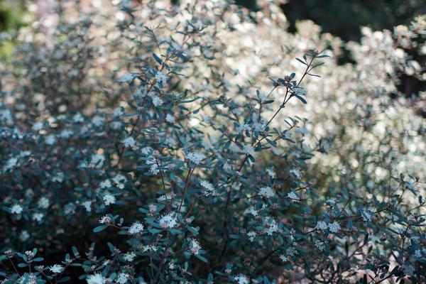Phenomenal Phebaliums: the delicate blooms of Phebalium nottii and ...