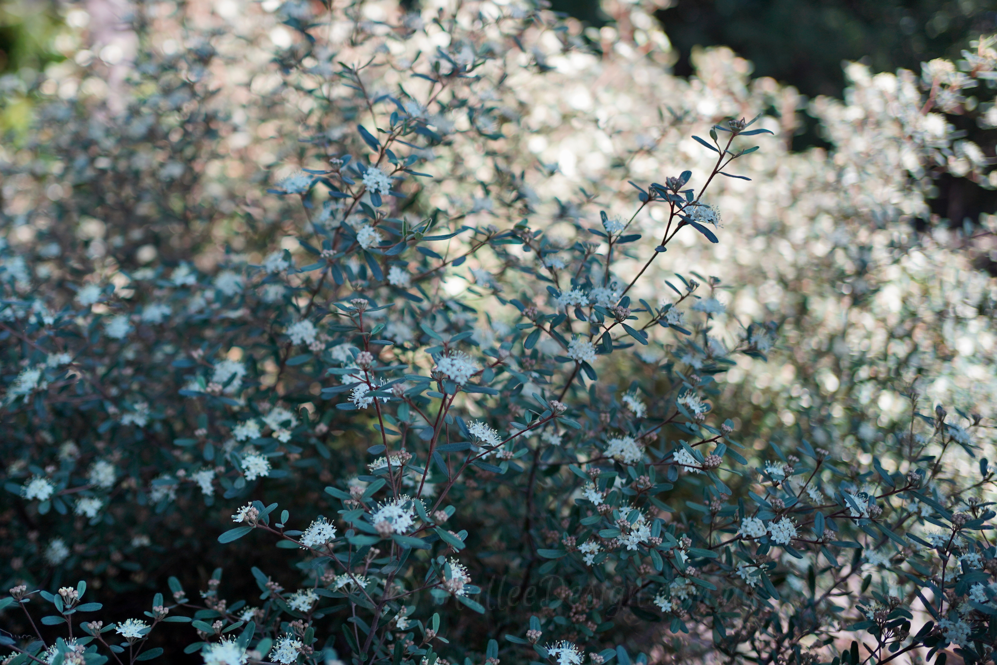 Phenomenal Phebaliums: the delicate blooms of Phebalium nottii and ...
