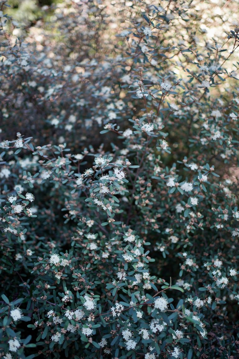 Phenomenal Phebaliums: the delicate blooms of Phebalium nottii and ...