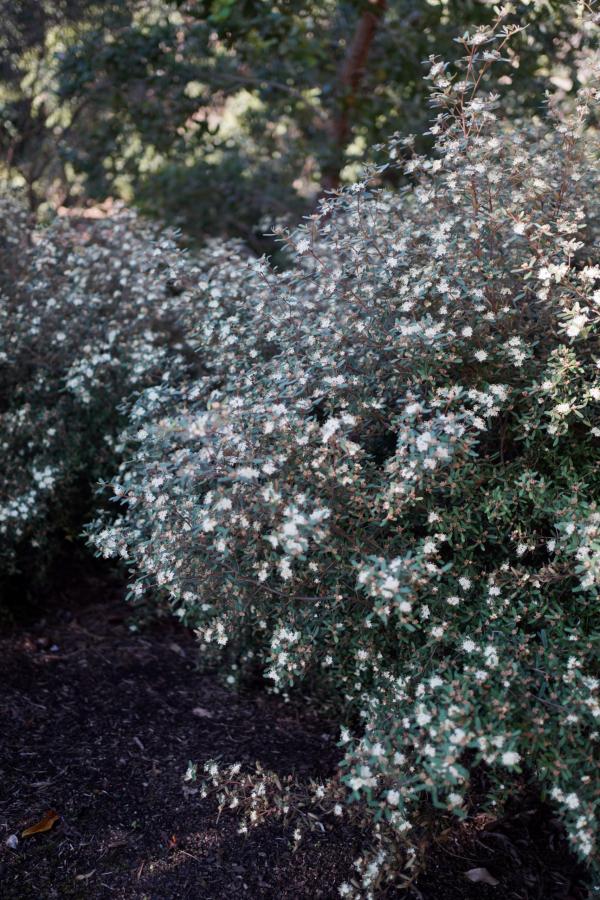 Phenomenal Phebaliums: the delicate blooms of Phebalium nottii and ...