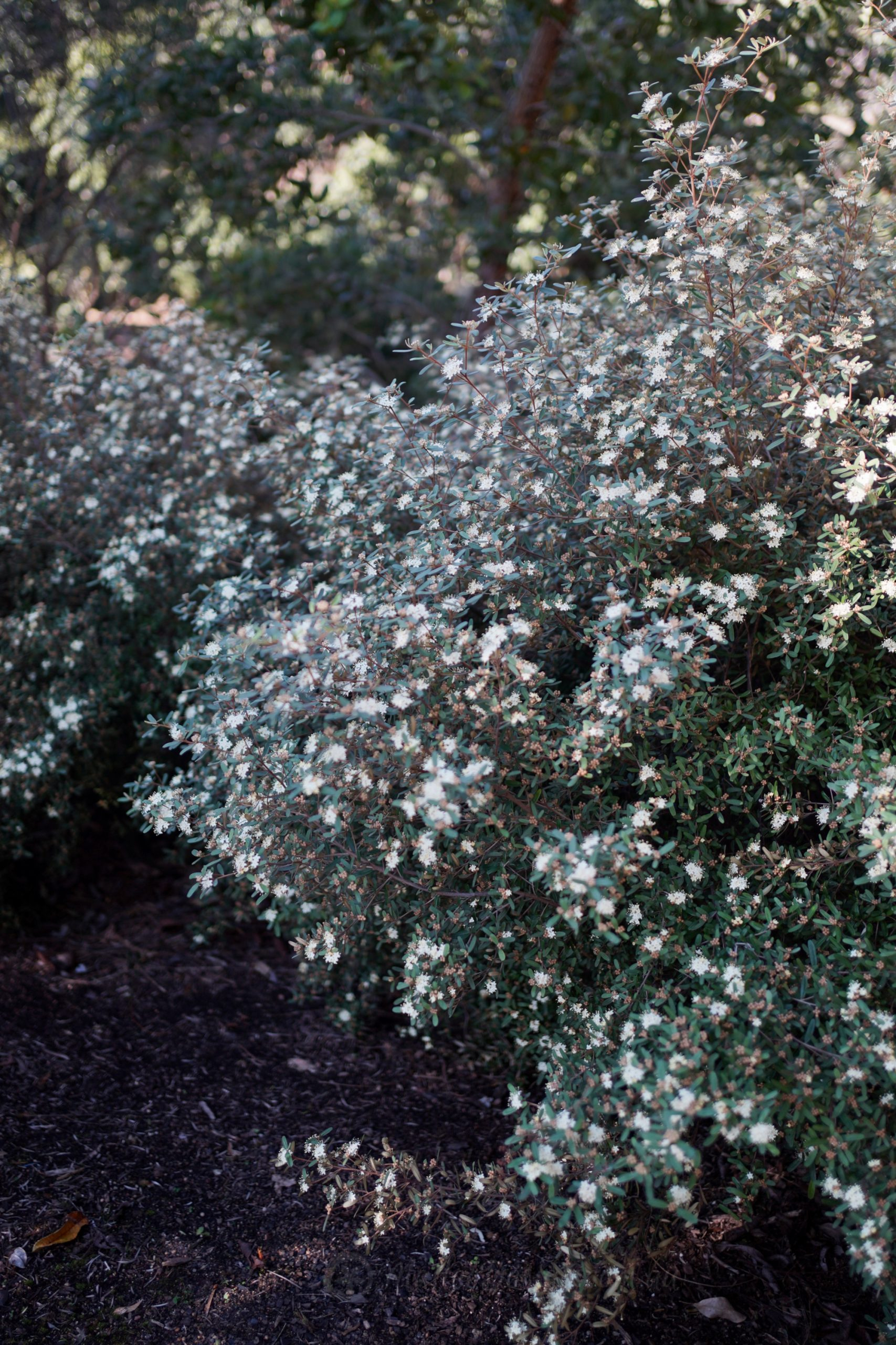 Phenomenal Phebaliums: the delicate blooms of Phebalium nottii and ...