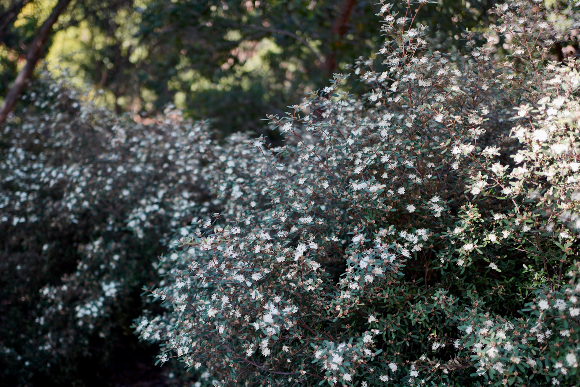 Phenomenal Phebaliums: the delicate blooms of Phebalium nottii and squamulosum – Mallee Design