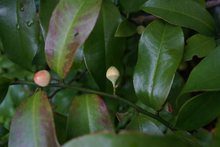 The glossy leafed Eupomatia laurina – Mallee Design