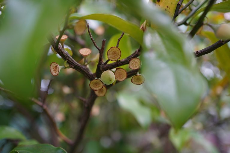 The glossy leafed Eupomatia laurina – Mallee Design