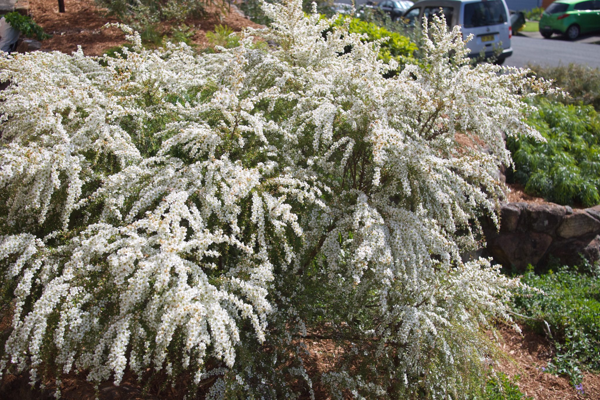 Leptospermum ‘Cardwell’: the most floriferous of them all – Mallee Design
