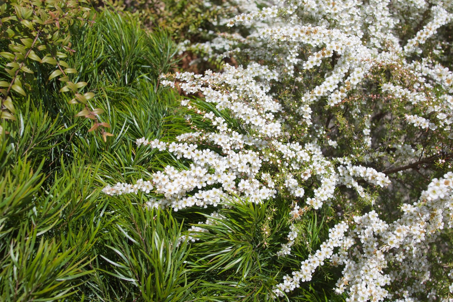 Leptospermum ‘Cardwell’: the most floriferous of them all – Mallee Design