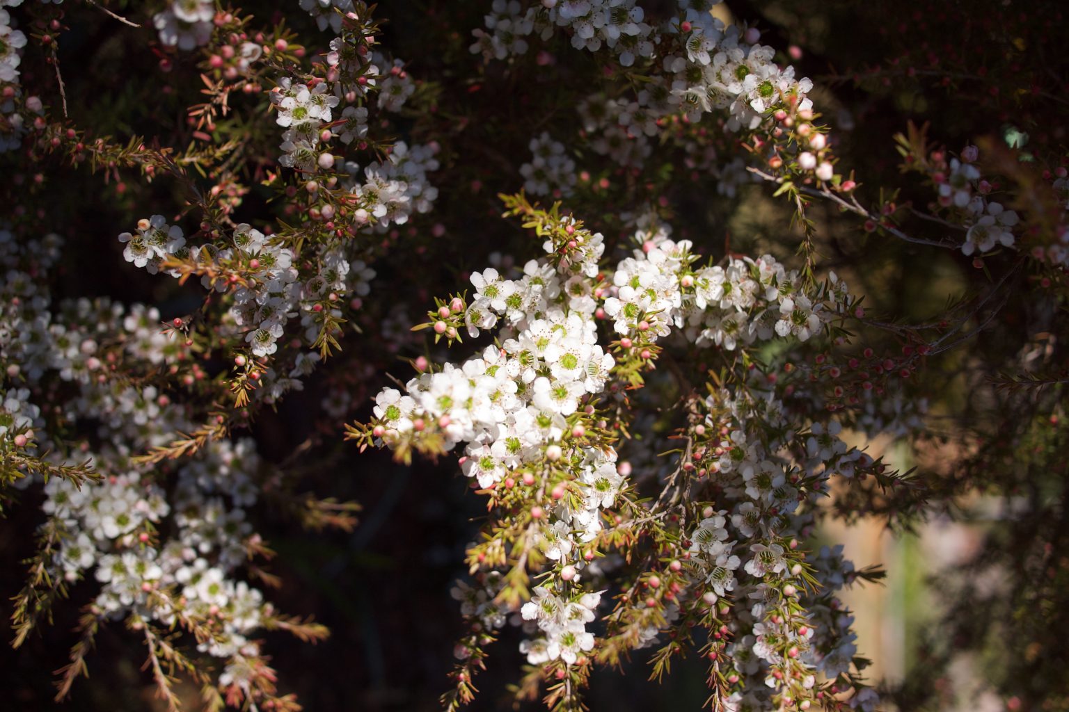 Leptospermum ‘Cardwell’: the most floriferous of them all – Mallee Design