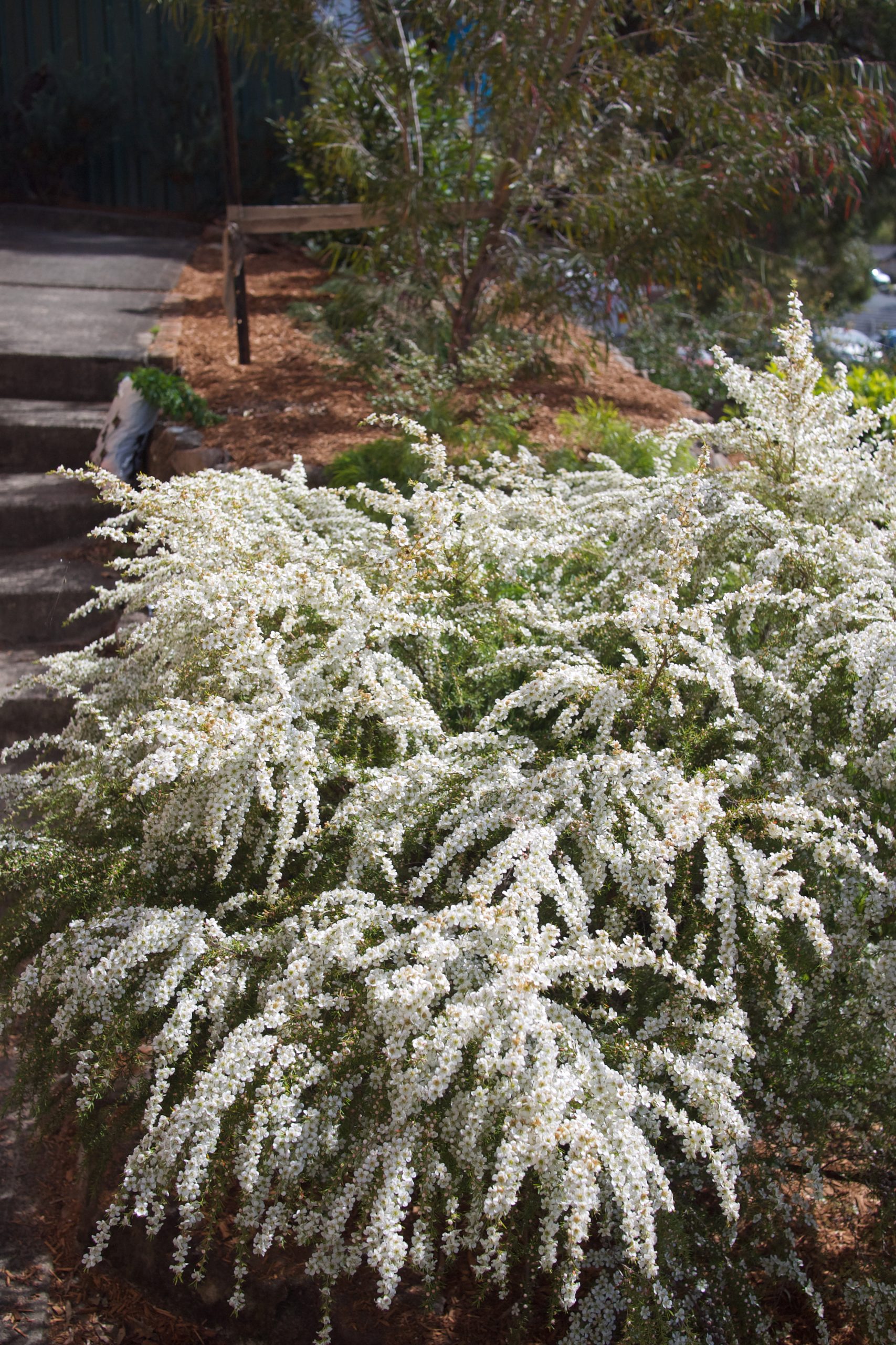 Leptospermum ‘Cardwell’: the most floriferous of them all – Mallee Design
