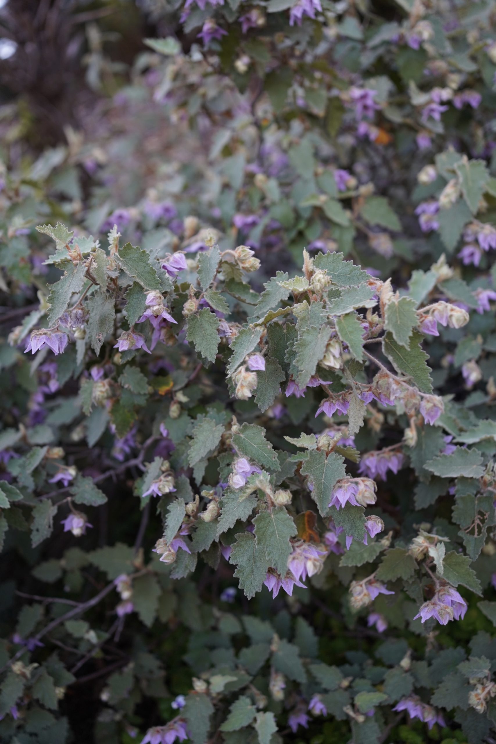 Two top Thomasias: Thomasia macrocarpa and Thomasia solanacea – Mallee ...