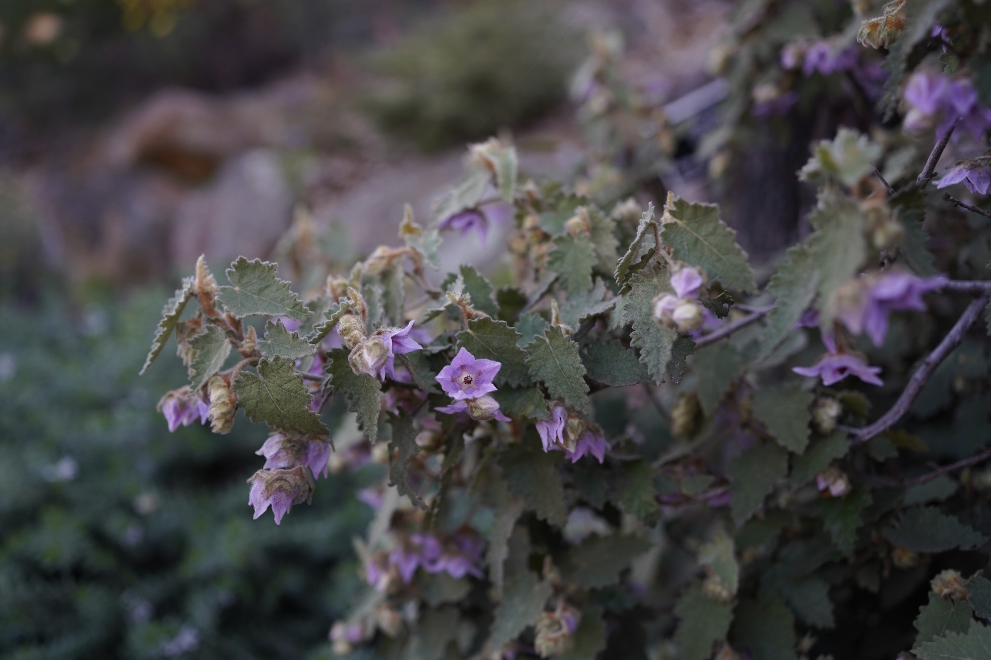 Two top Thomasias: Thomasia macrocarpa and Thomasia solanacea – Mallee ...