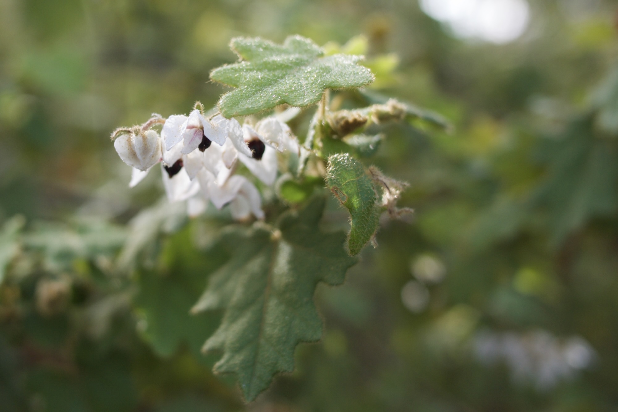 Two top Thomasias: Thomasia macrocarpa and Thomasia solanacea – Mallee ...