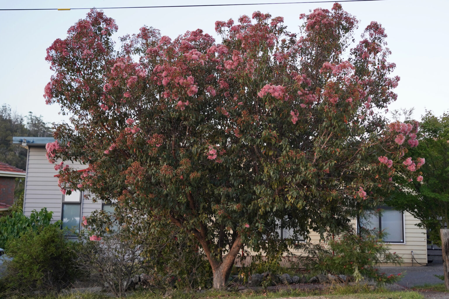 What a Summer for Corymbia ficifolia! – Mallee Design