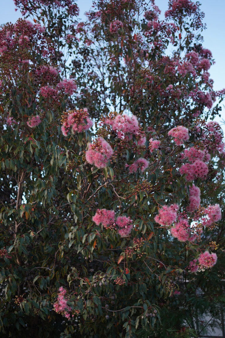 What a Summer for Corymbia ficifolia! – Mallee Design