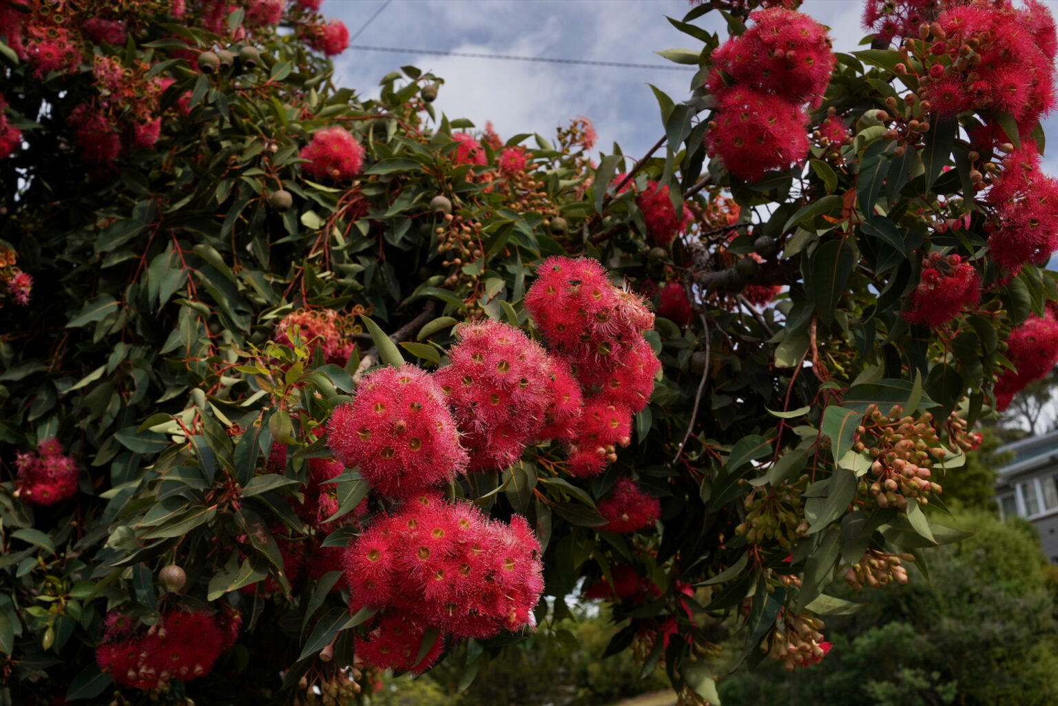 What a Summer for Corymbia ficifolia! – Mallee Design