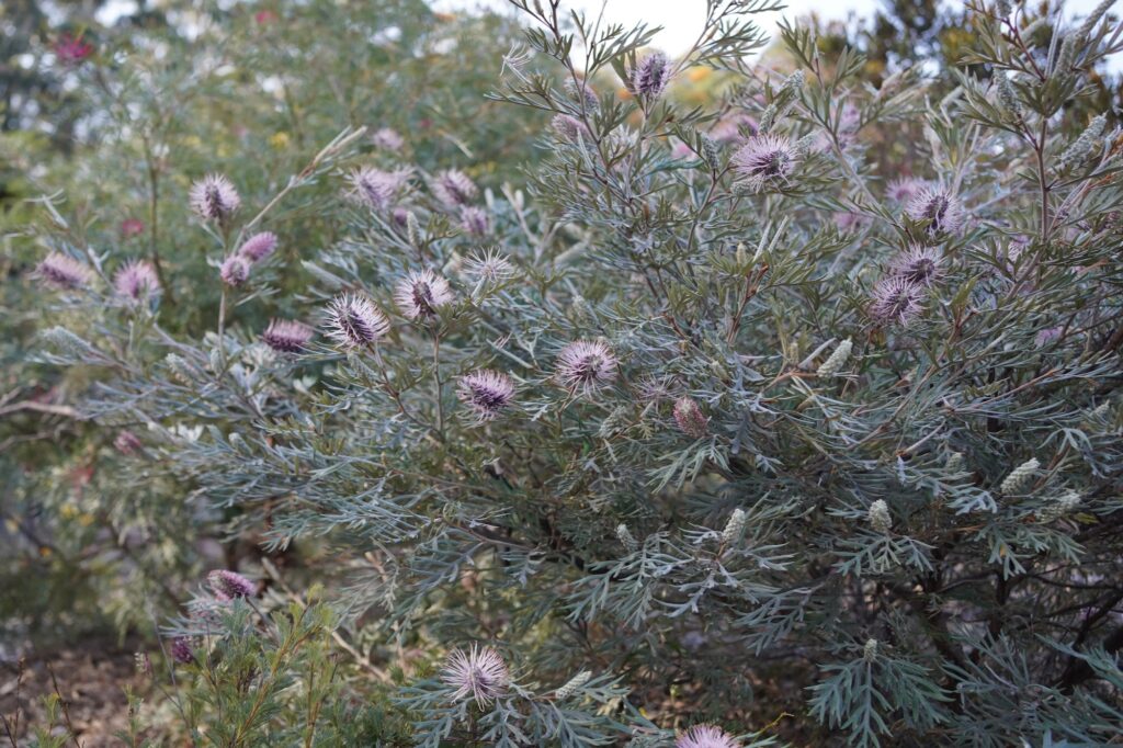 The Invaluable Grevillea ‘Dorothy gordon’ – Mallee Design