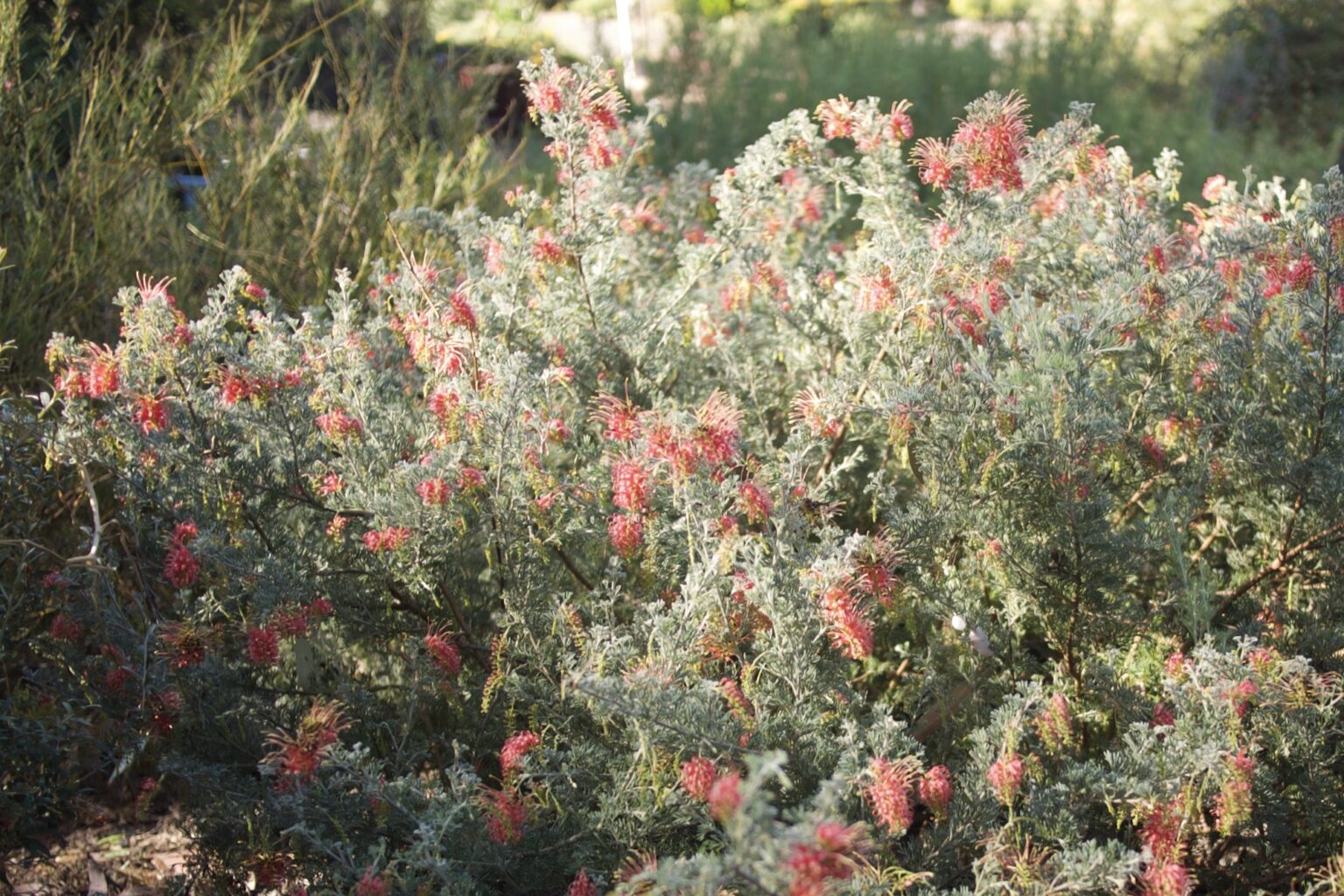 Soft and Foamy Grevillea’Seaspray’ – Mallee Design