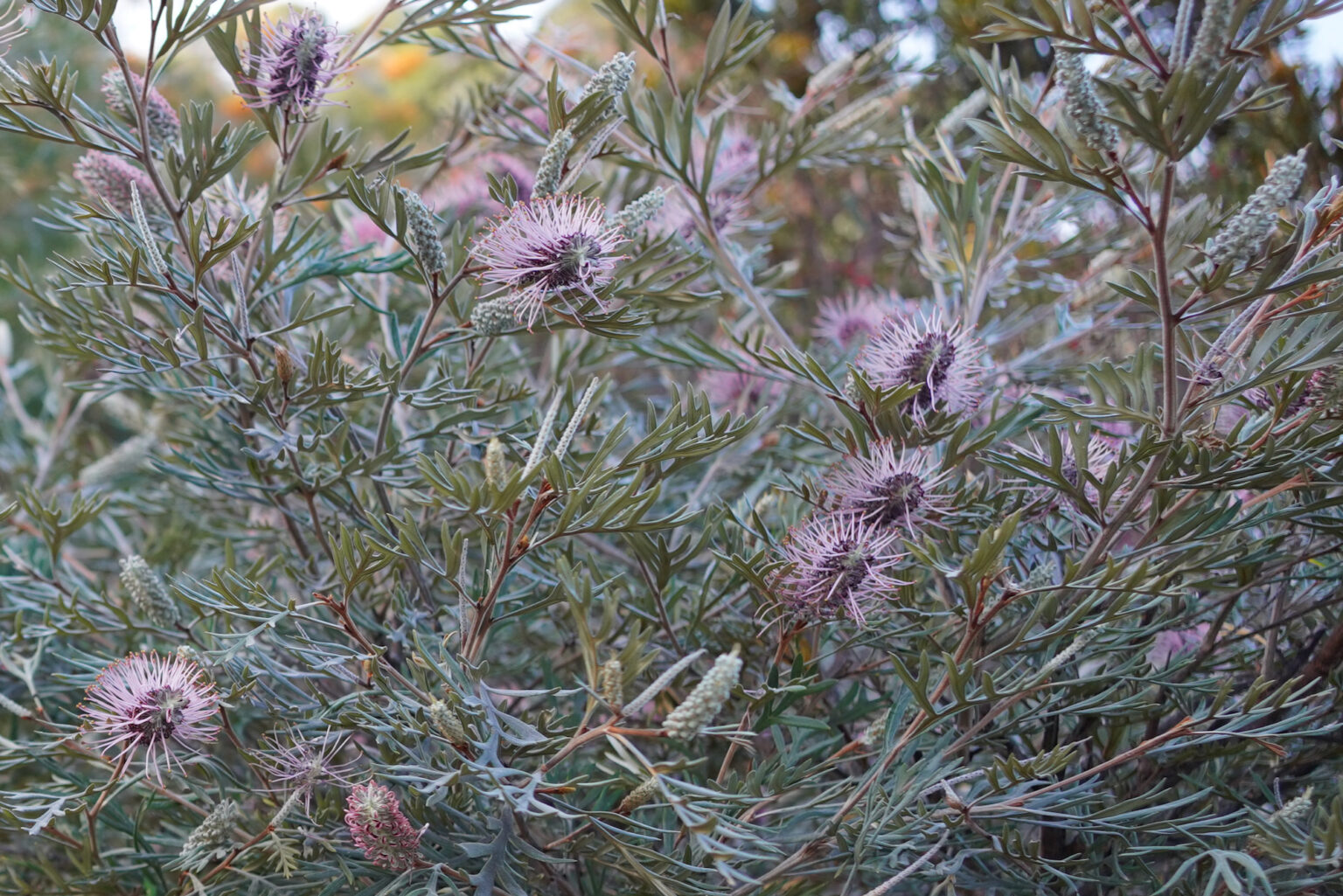 The Invaluable Grevillea ‘Dorothy gordon’ – Mallee Design