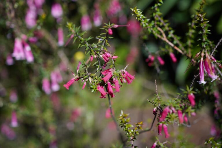 some very impressive Epacris – Mallee Design