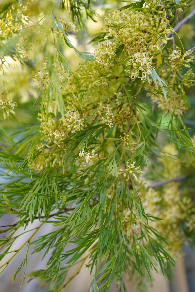 More Stenocarpus ‘Doreen’ please – Mallee Design