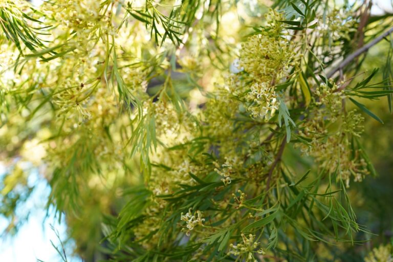 More Stenocarpus ‘Doreen’ please – Mallee Design