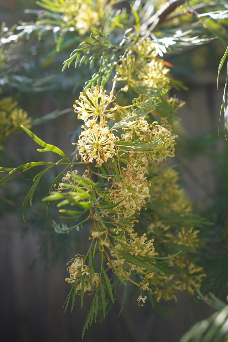 More Stenocarpus ‘Doreen’ please – Mallee Design