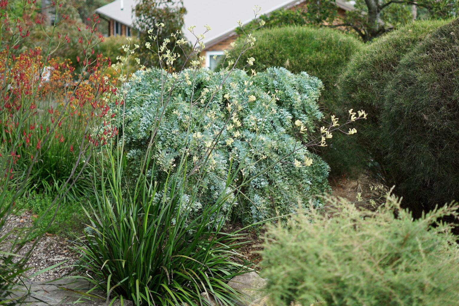 Anigozanthos ‘Landscape Lime’the underdog – Mallee Design
