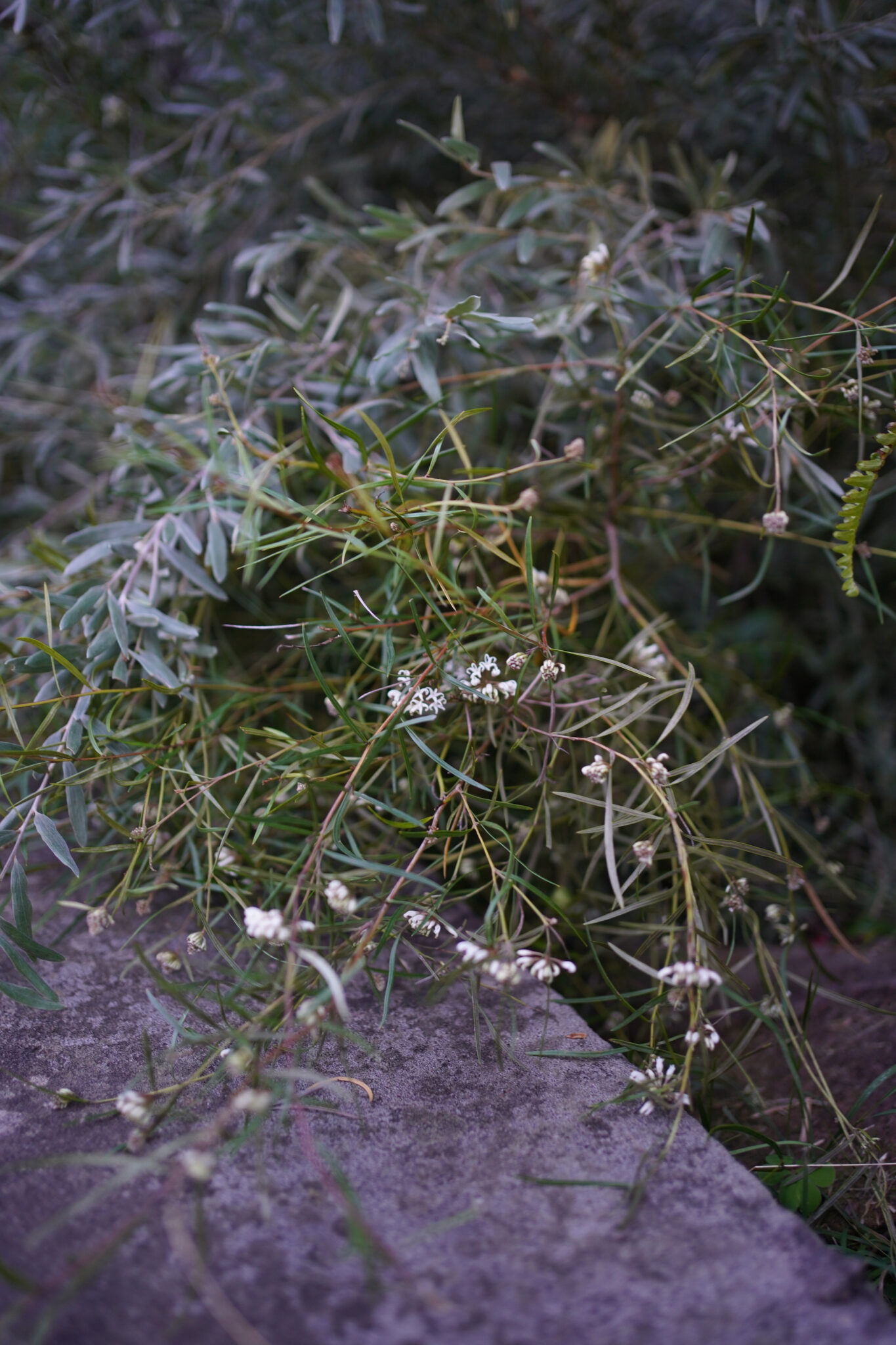 Wispy and Light: Grevillea linearifolia – Mallee Design
