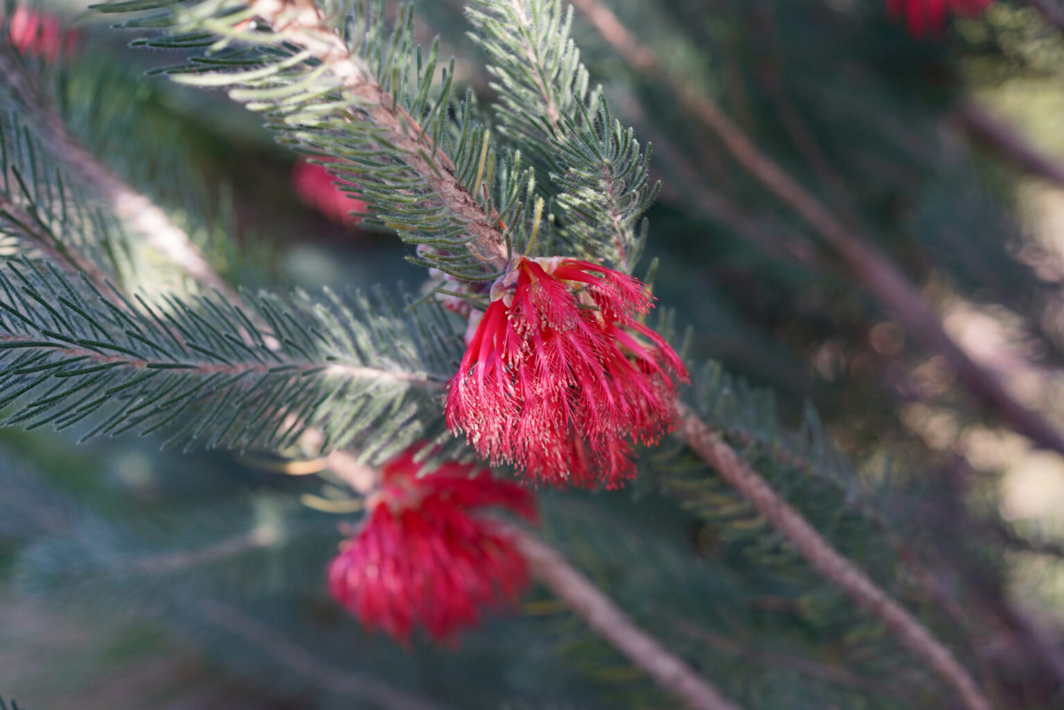 Calothamnus quadrifidus grey: texture and toughness – Mallee Design