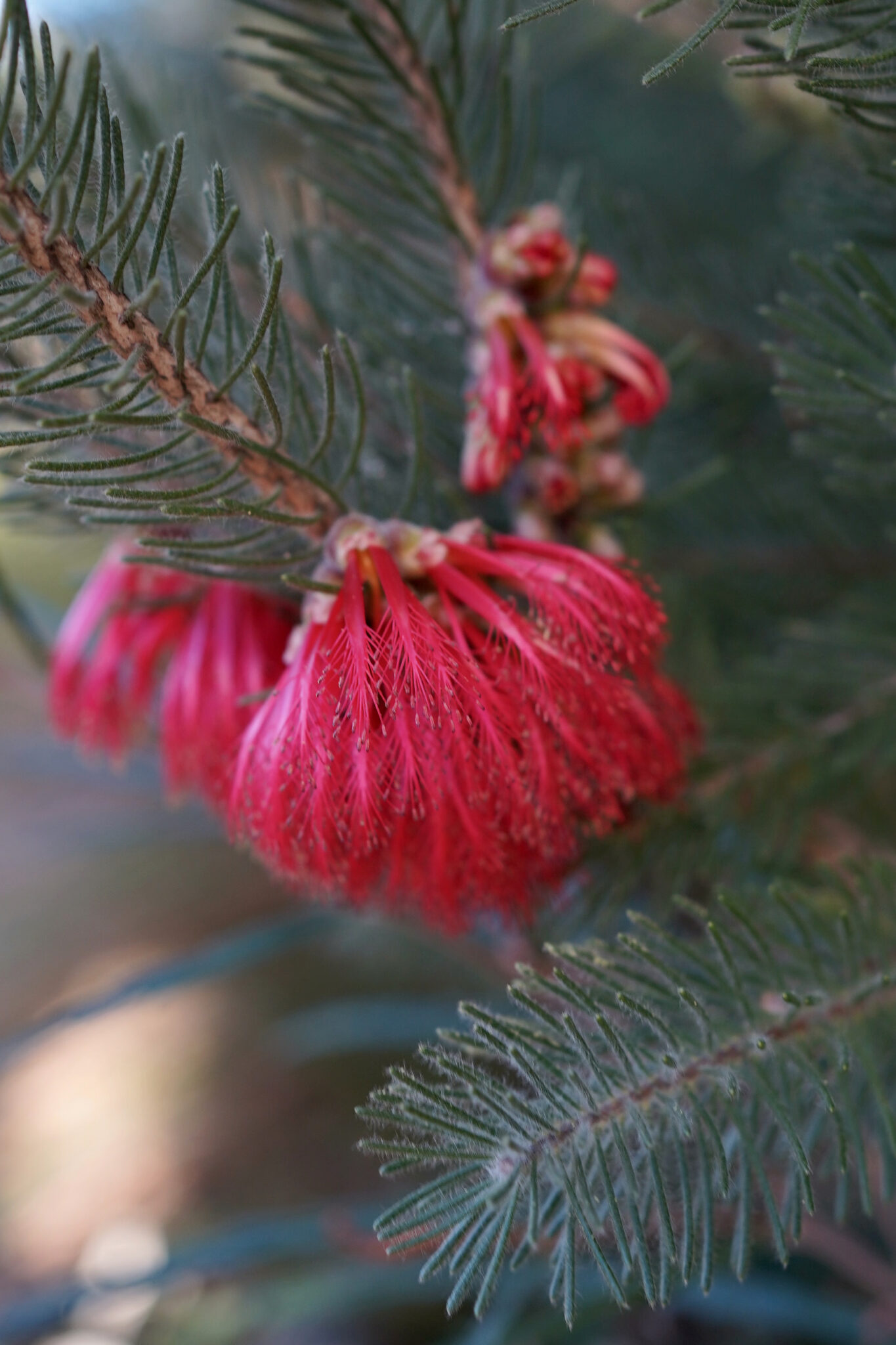 Calothamnus quadrifidus grey: texture and toughness – Mallee Design