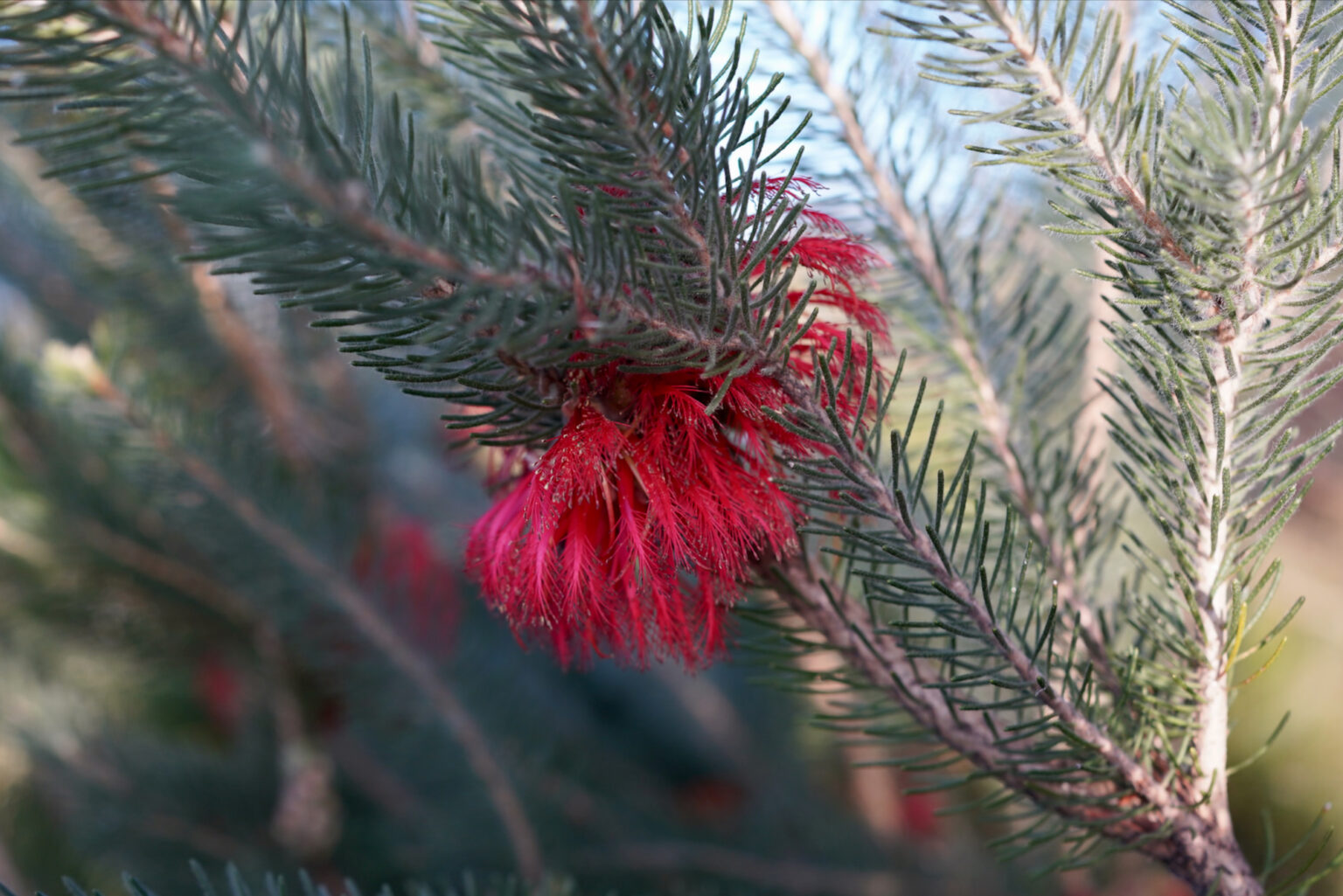 Calothamnus quadrifidus grey: texture and toughness – Mallee Design