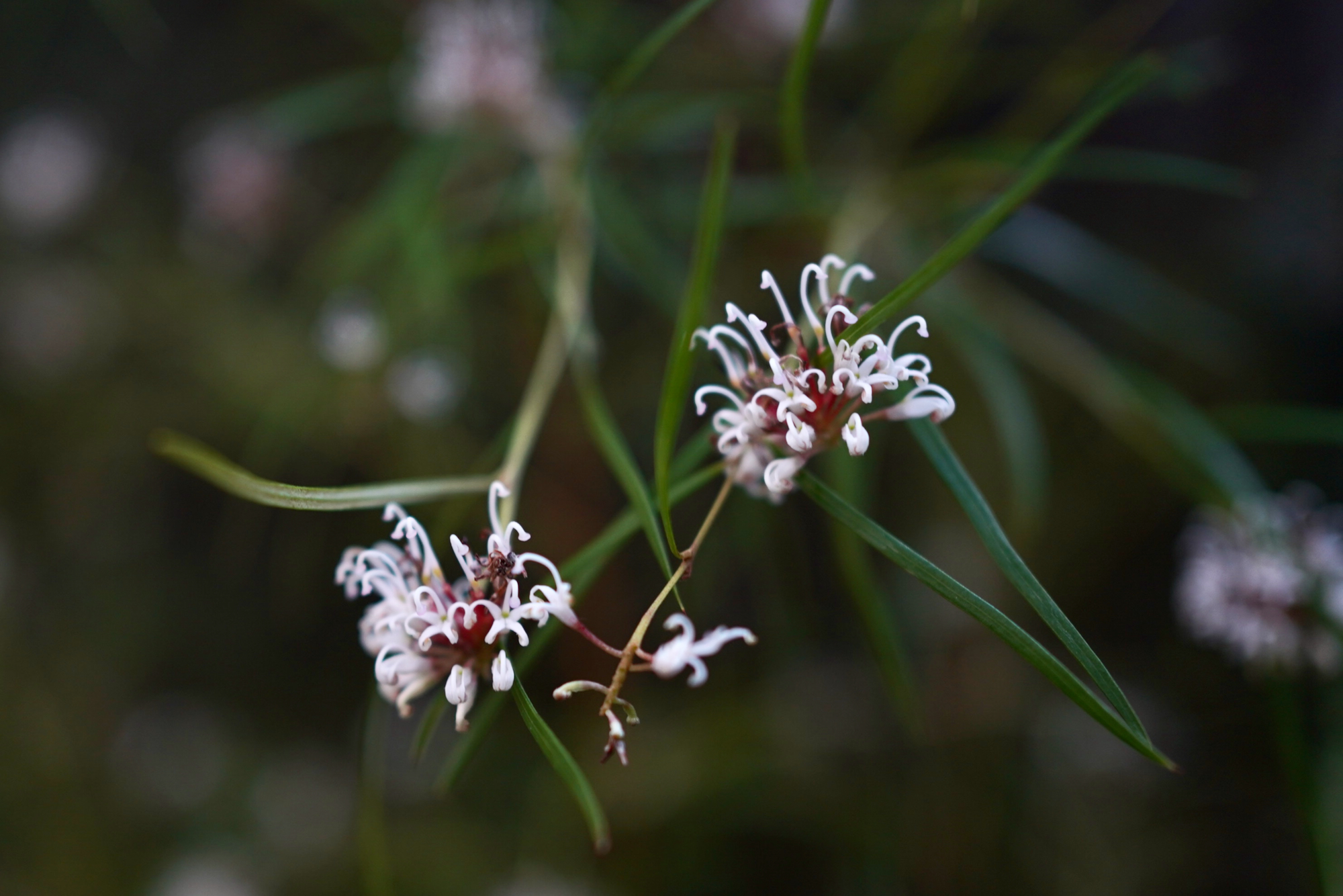 Wispy and Light: Grevillea linearifolia – Mallee Design