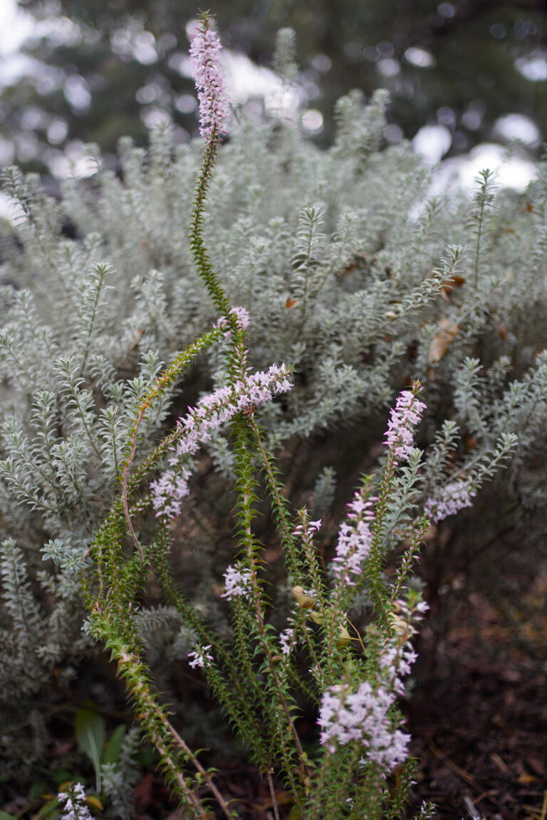 vulnerable Epacris purpurascens – Mallee Design