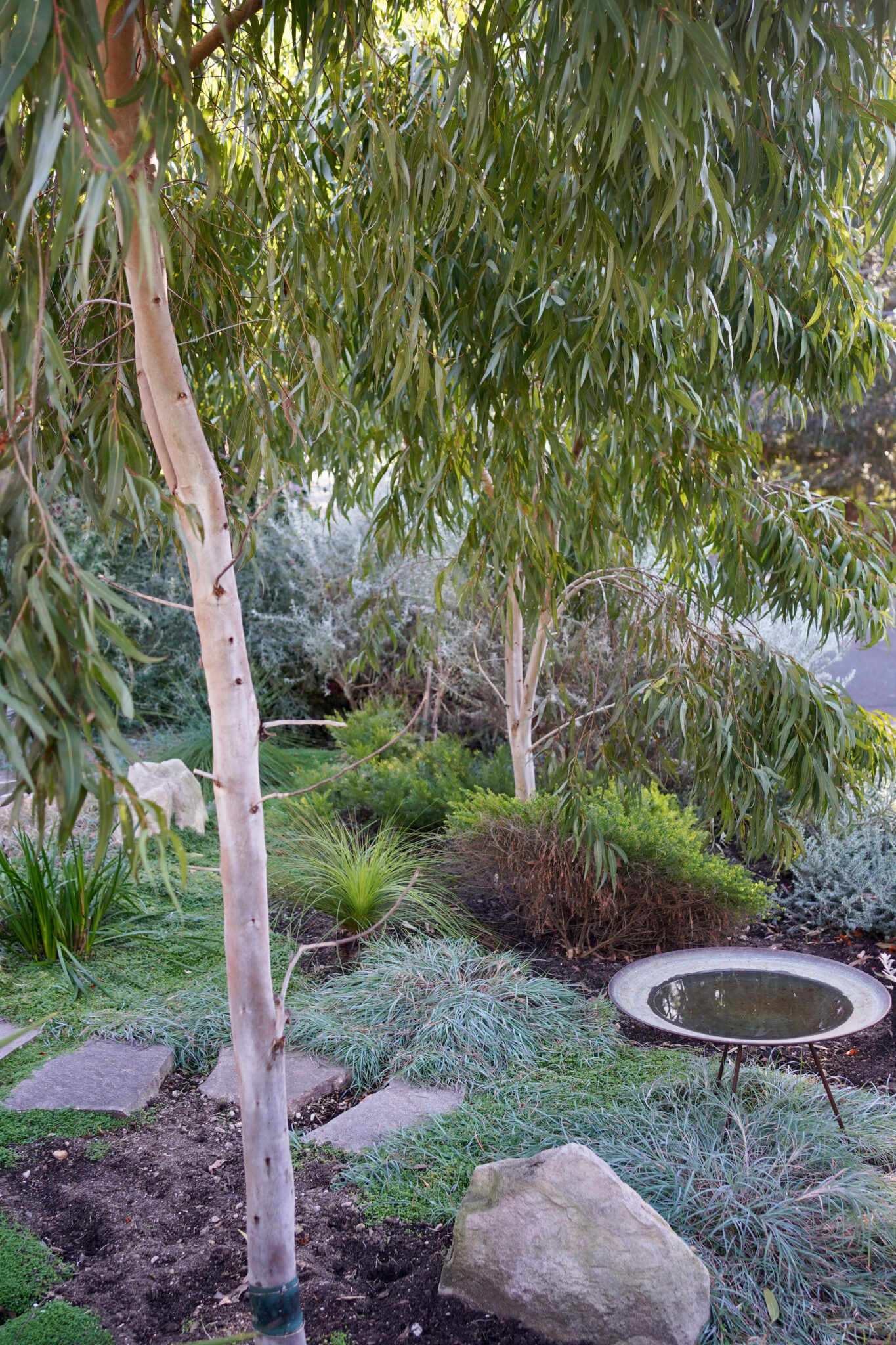 Dwarf Eucalyptus for small gardens: Eucalyptus citriodora DWARF ...