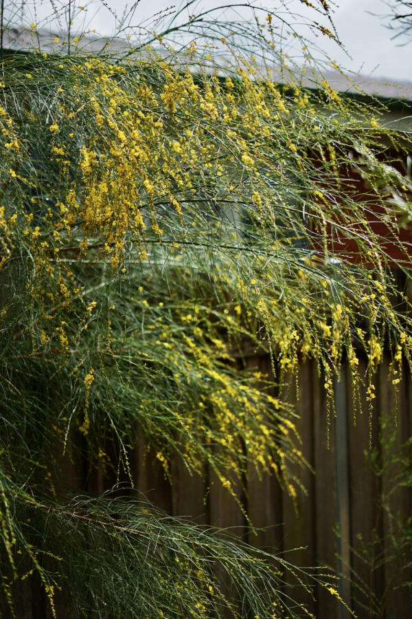 The unique Viminaria juncea – Mallee Design