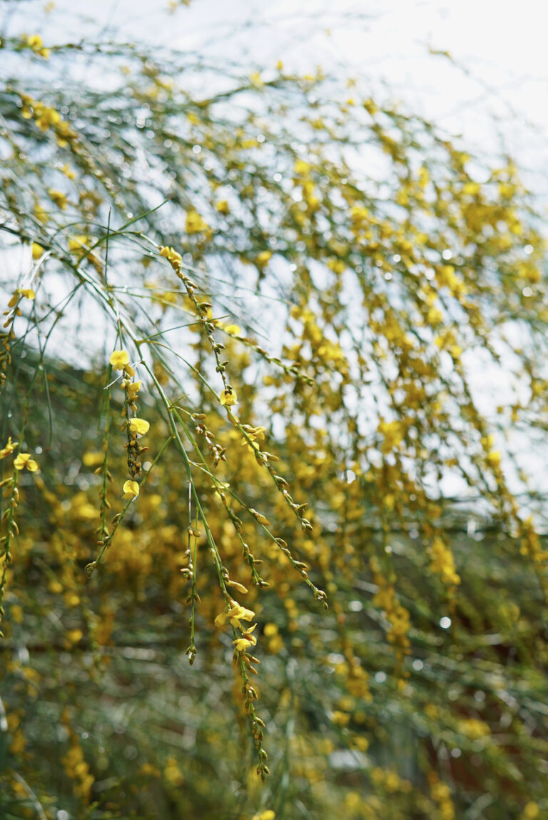 The unique Viminaria juncea – Mallee Design