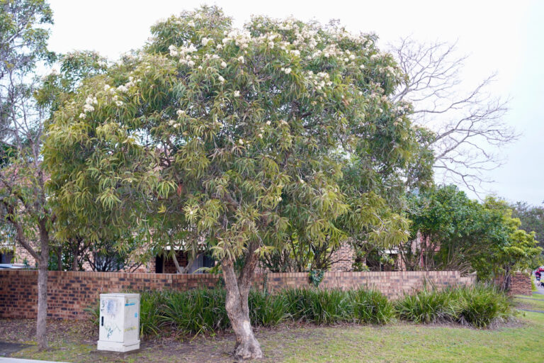 Small Habitat Tree: Corymbia eximia nana – Mallee Design