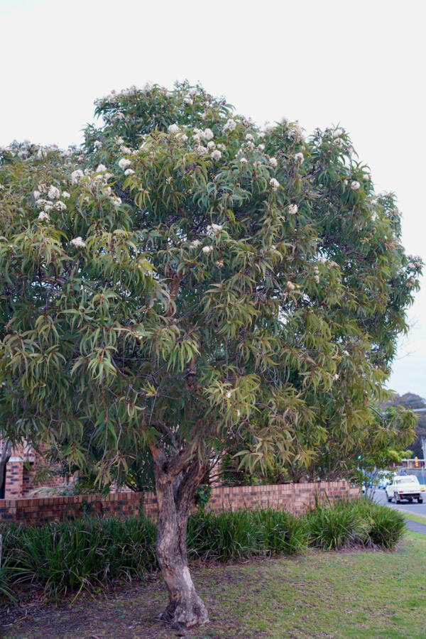Small Habitat Tree: Corymbia eximia nana – Mallee Design