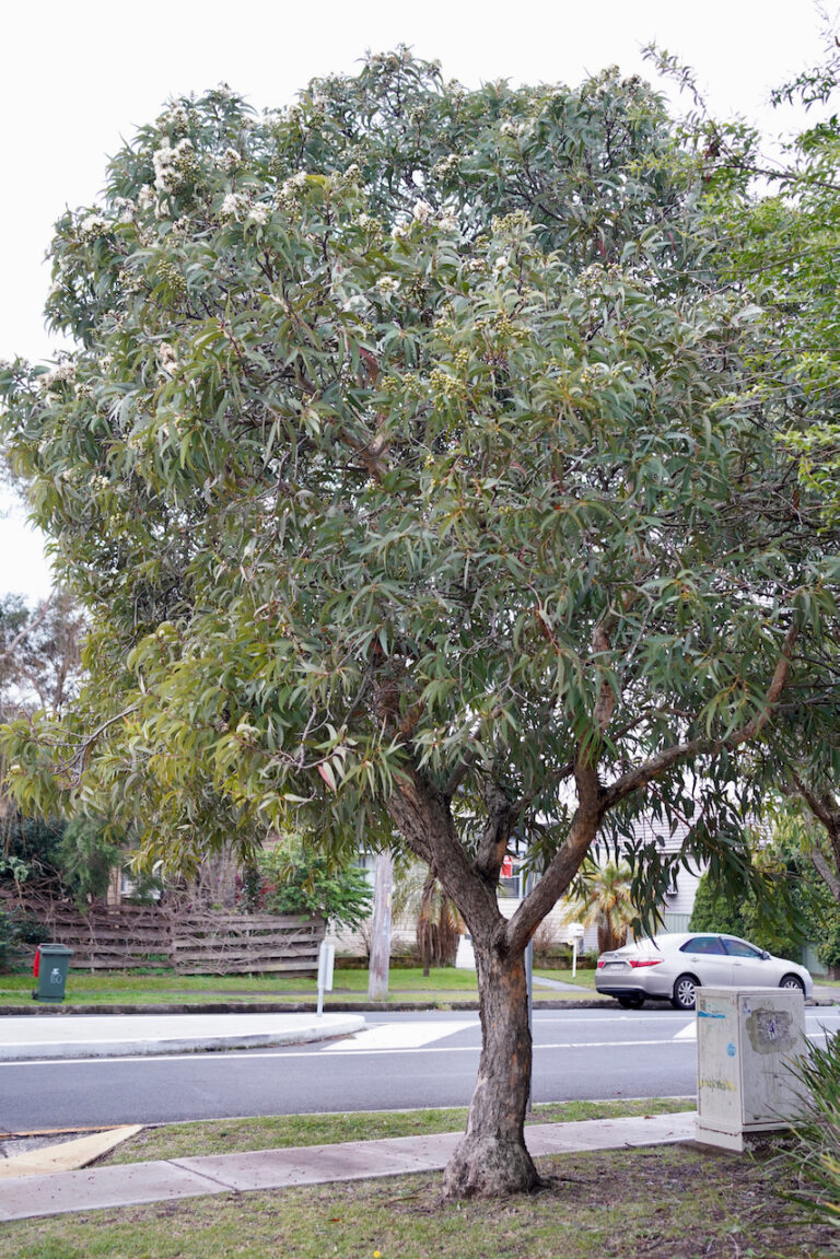 Small Habitat Tree: Corymbia eximia nana – Mallee Design